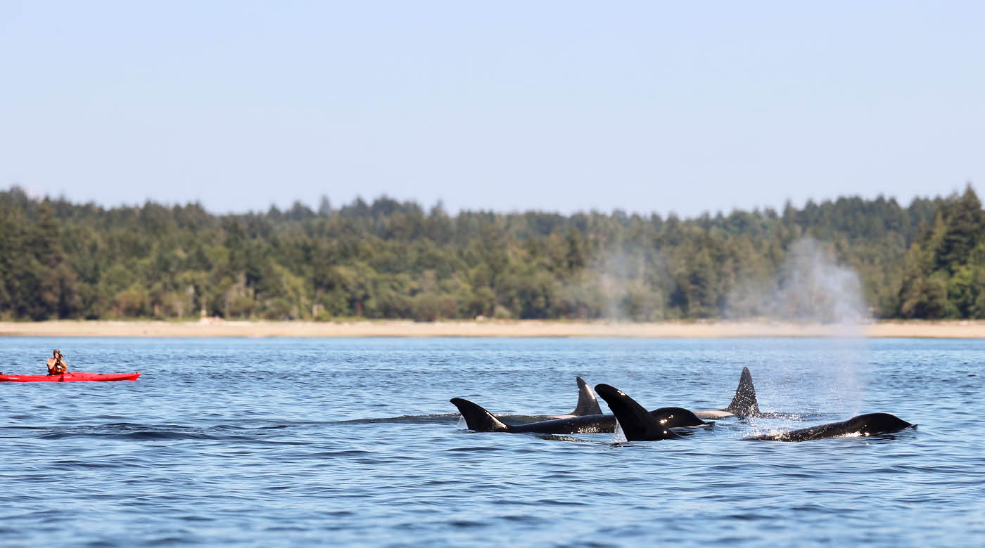 Emma Stafki ’24 explores the challenges facing Puget Sound orcas in capstone documentary | News ...