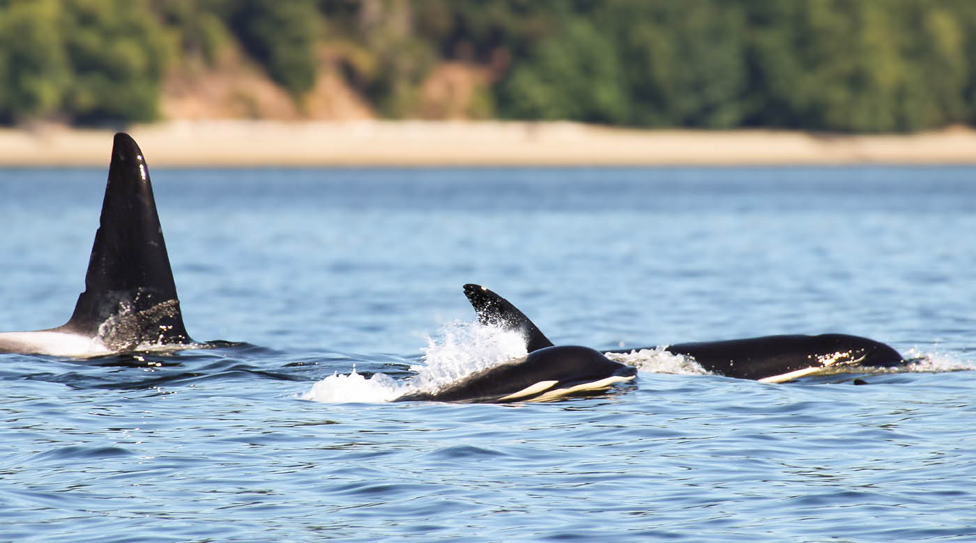 Emma Stafki ’24 explores the challenges facing Puget Sound orcas in capstone documentary | News ...
